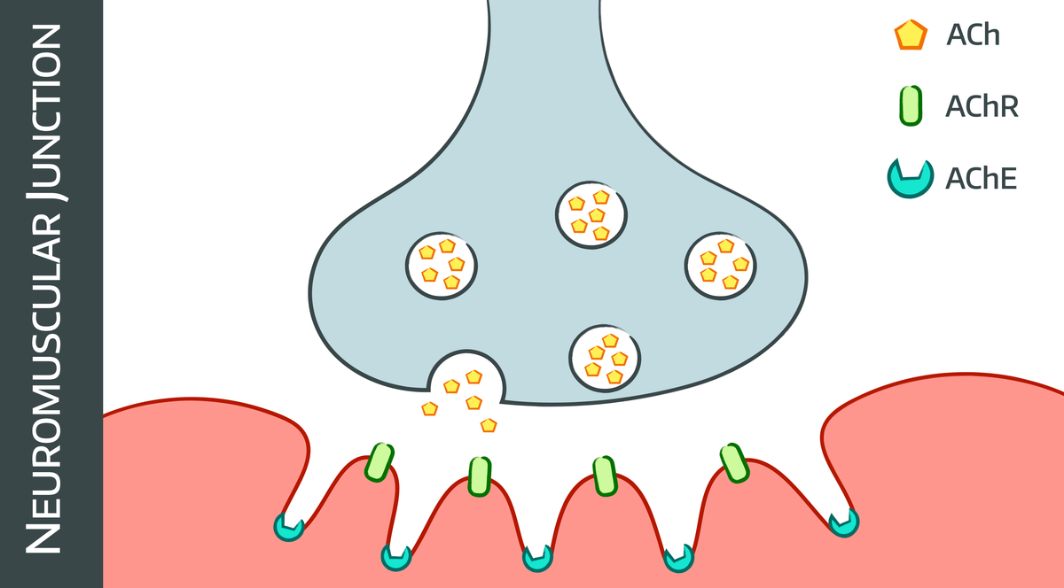 Lambert-Eaton Myasthenic Syndrome